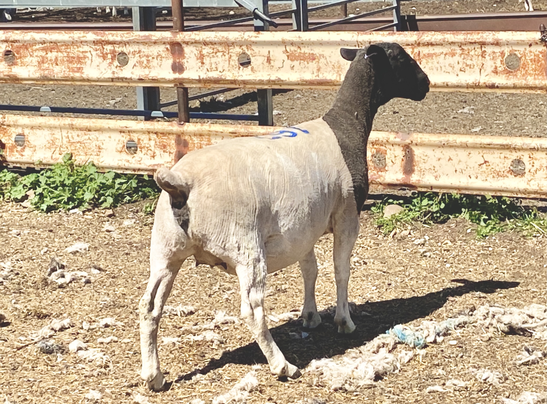 Lot 167 - PRIESKA 200191 | AuctionsPlus