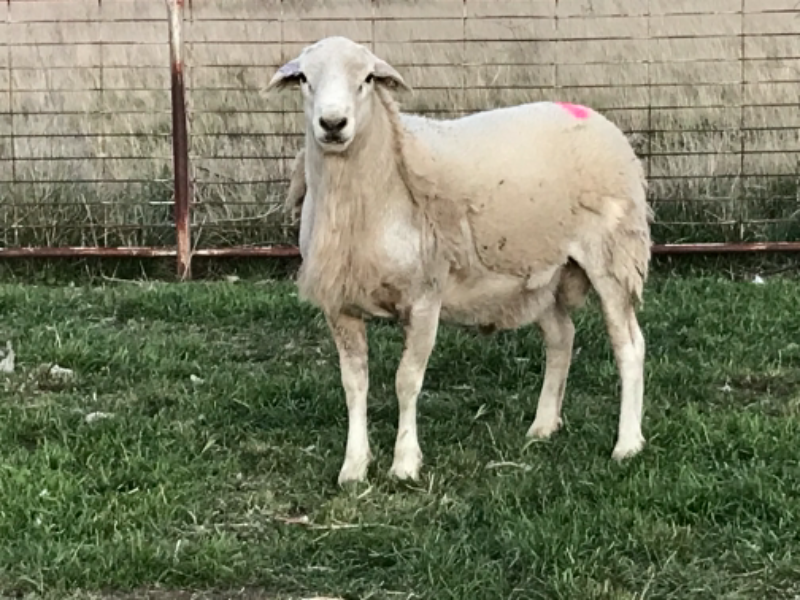 Lot 40 - 2020 March/ April B&B Aussie White Ram 200743 | AuctionsPlus