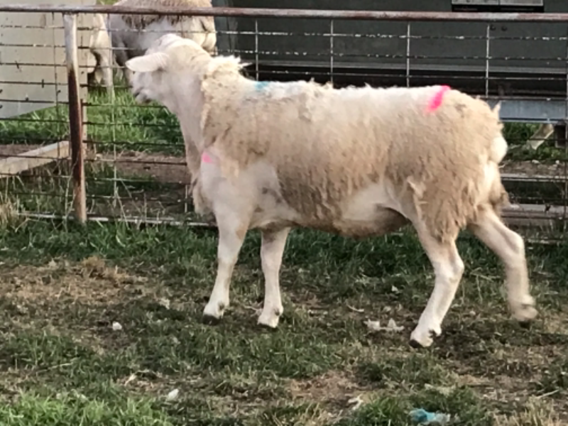 Lot 41 - 2020 March/ April B&B Aussie White Ram 200561 | AuctionsPlus