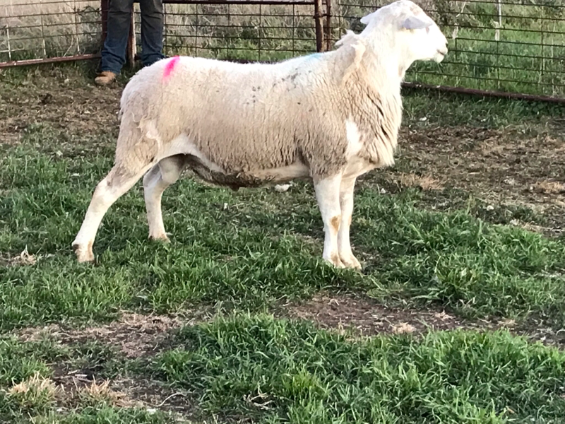 Lot 42 - 2020 March/ April B&B Aussie White Ram 200508 | AuctionsPlus