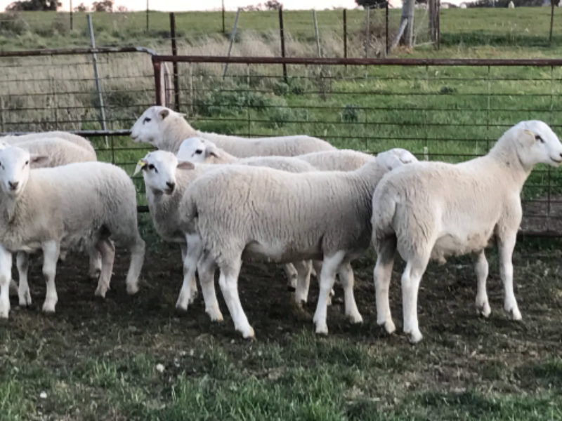 Lot 57 - 2021 April drop Aussie White ram lambs. | AuctionsPlus