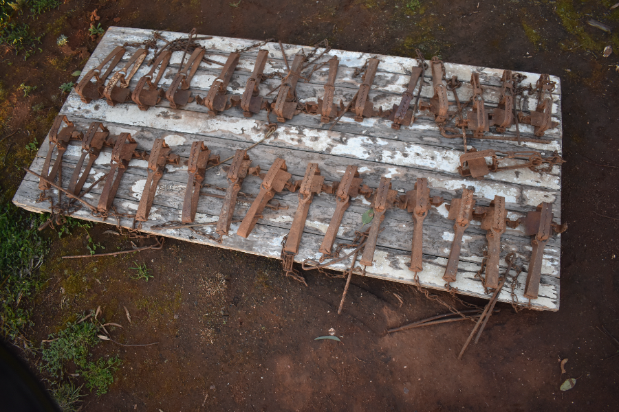 Lot 160 - Lanes Ace rabbit traps (antique) | AuctionsPlus