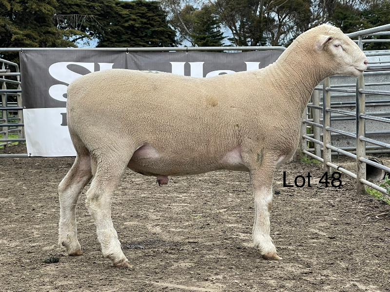 Lot 48 - Shellal Poll Dorset Flock Ram 200273 | AuctionsPlus