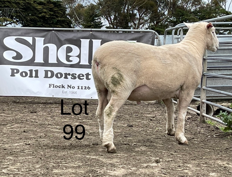 Lot 99 - Shellal Poll Dorset Flock Ram 200587 | AuctionsPlus