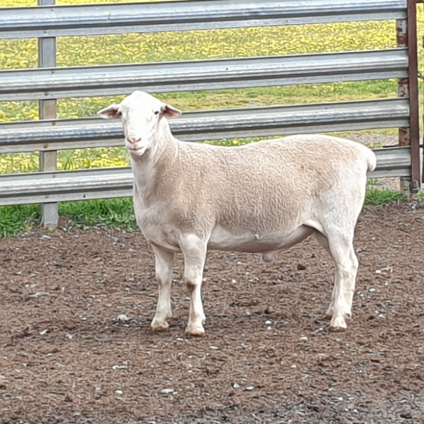 Lot 72 - KAYA WHITE 200680 | AuctionsPlus