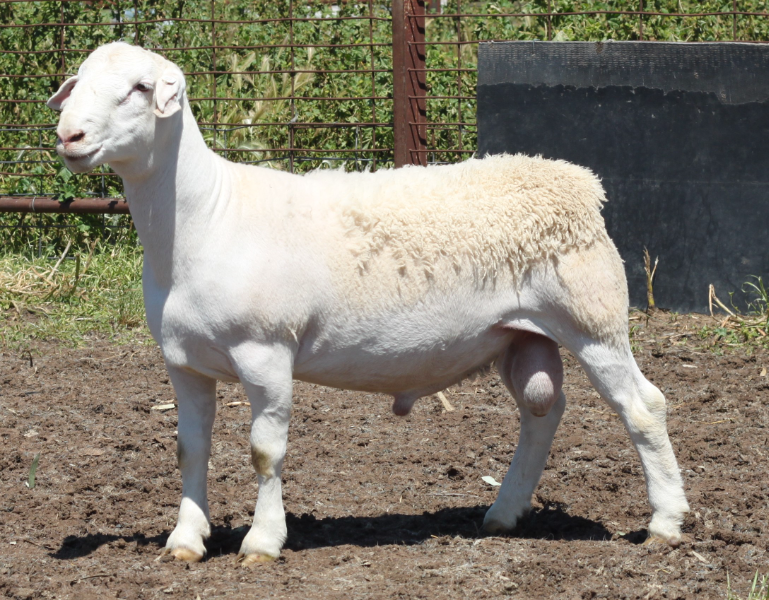 Lot 50 - Amani White Dorper 535 | AuctionsPlus