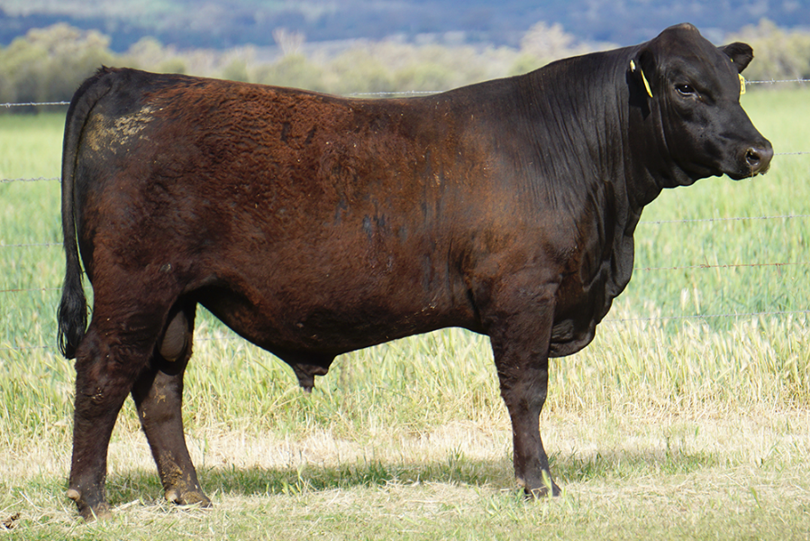 Lot 67 - BOORAGUL KING R186 | AuctionsPlus