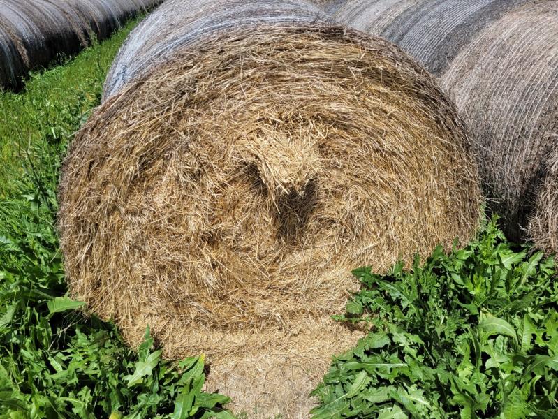 Lot 62 - Certified Organic Sub/Rye Hay 48 Rolls (I) | AuctionsPlus
