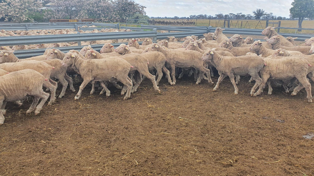 Pen 23 - 310 Merino/Merino Wether Lambs | AuctionsPlus