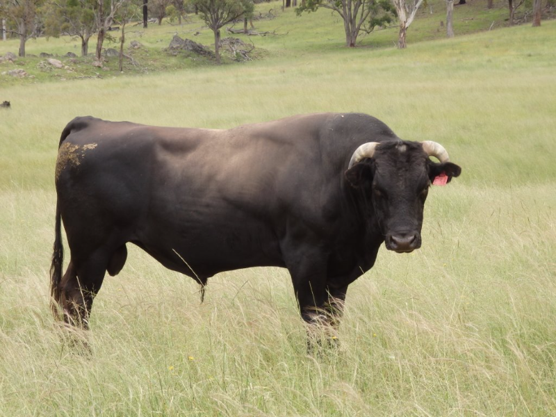 Lot 11 - 20 x Fullblood Wagyu Semen Straws - Kuro Kin Kanadagene E36 ...