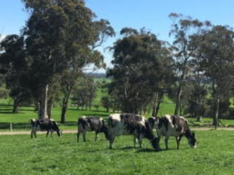 LOT 52 - 1 DAIRY COW | AuctionsPlus