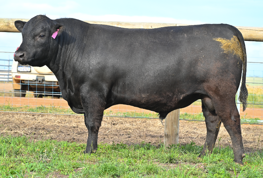 Lot 7 - ARKLE PARATROOPER R29 SV | AuctionsPlus