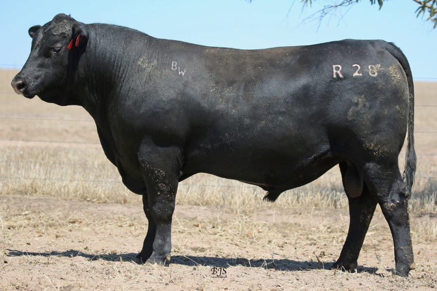 Lot 10 - BULL OAK WELL DOZER R28 | AuctionsPlus