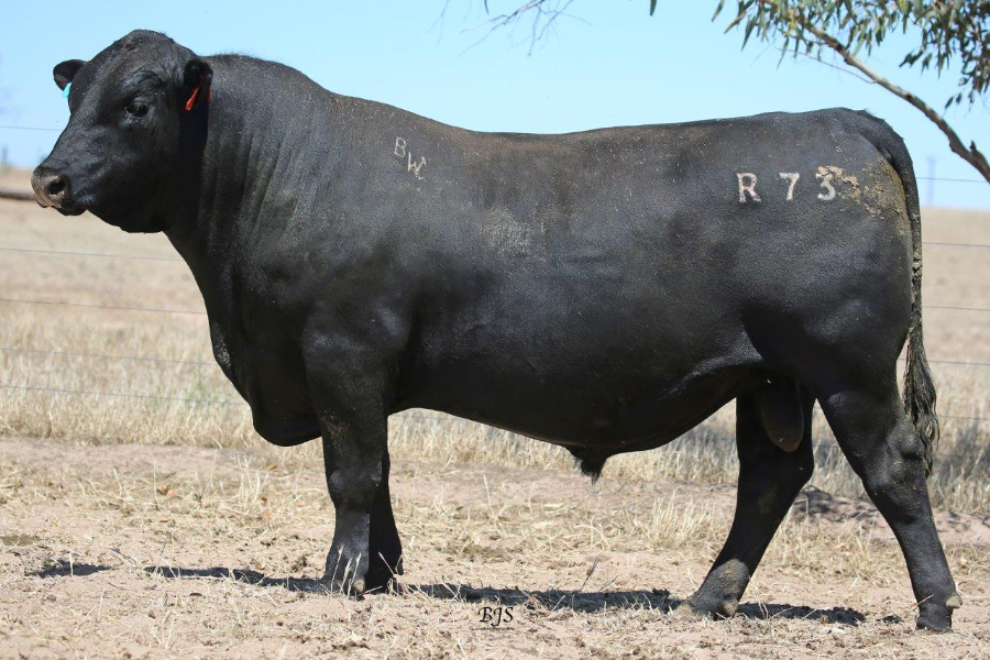 Lot 14 - BULL OAK WELL BEASTMODE R73 | AuctionsPlus