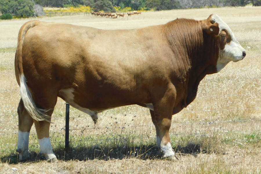 Lot 12 - LAKESIDE RONYA-R117 (H) | AuctionsPlus