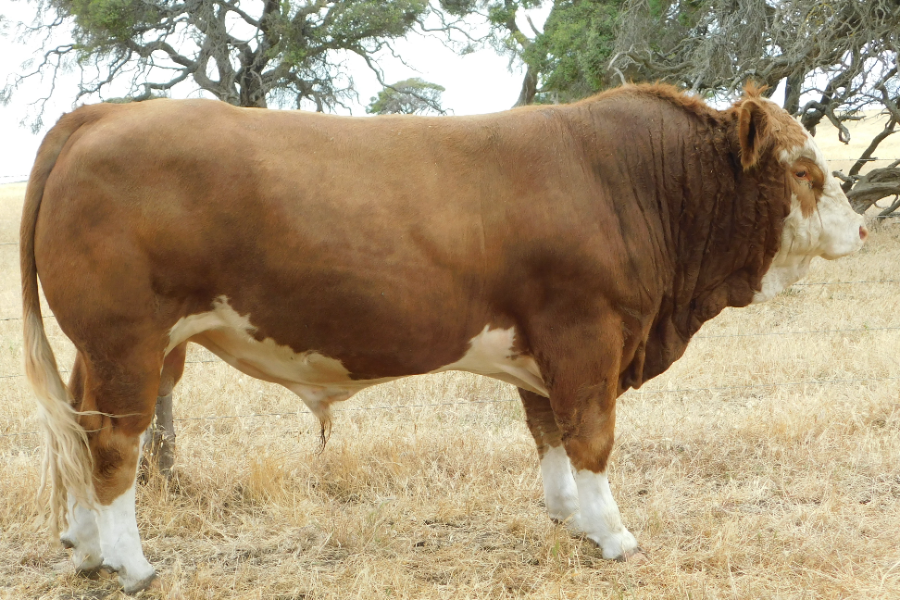 Lot 17 - LAKESIDE RADLEY-R022 (PP) (AI) | AuctionsPlus