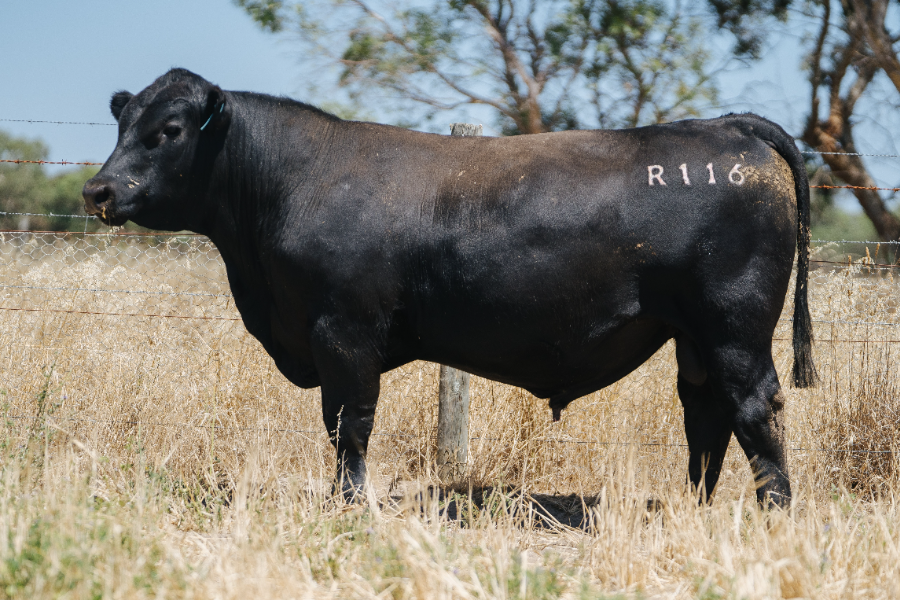Lot 8 - KERINGA PARATROOPER R116 PV | AuctionsPlus
