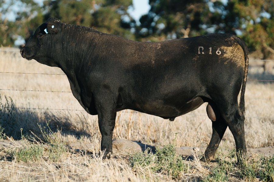Lot 16 - KERINGA NECTAR R165 PV | AuctionsPlus