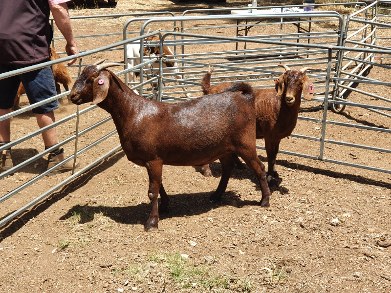 Lot 17 - BR200007 PURE G3 & BR200037 PURE G2 | AuctionsPlus