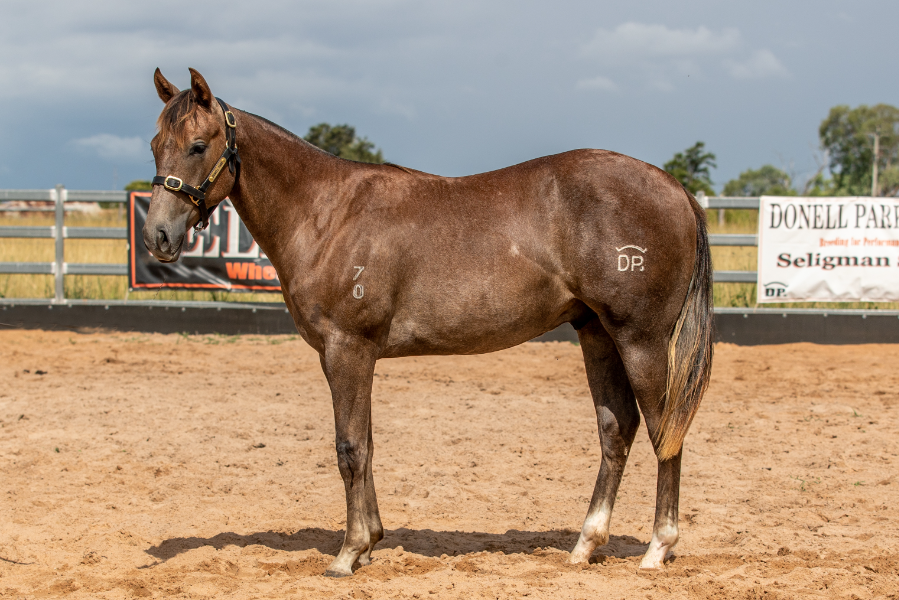 Lot 15 - STYLISH DADDY | AuctionsPlus
