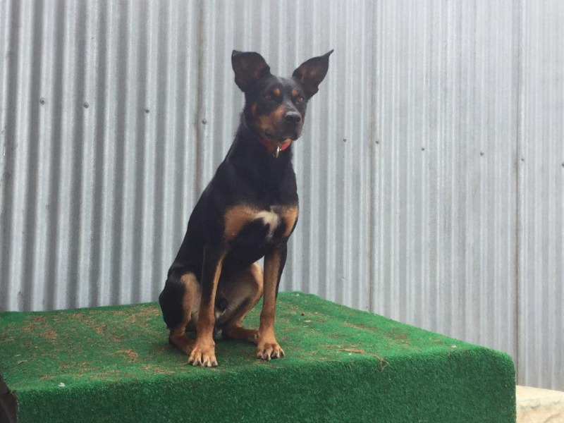 Lot 28 - WYREEMA MARA (MACKIE) | AuctionsPlus