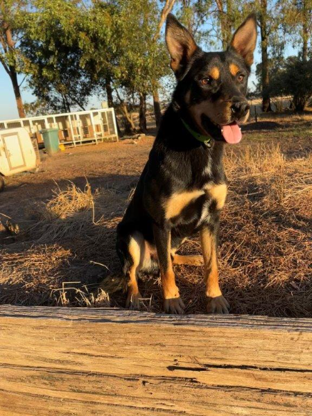 Lot 33 - JINDI BOOZER | AuctionsPlus
