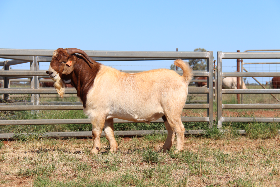 Lot 28 - Buck | AuctionsPlus