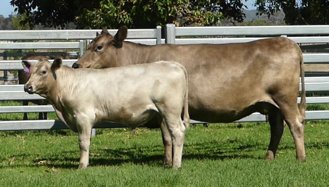 Lot 103 - MONTEREY MISS ANNABELLE L202 (PB) | AuctionsPlus