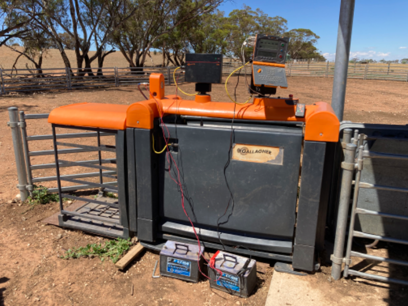 Lot 24 - 3 Way Gallagher Auto Drafter & W810 weigh scales | AuctionsPlus