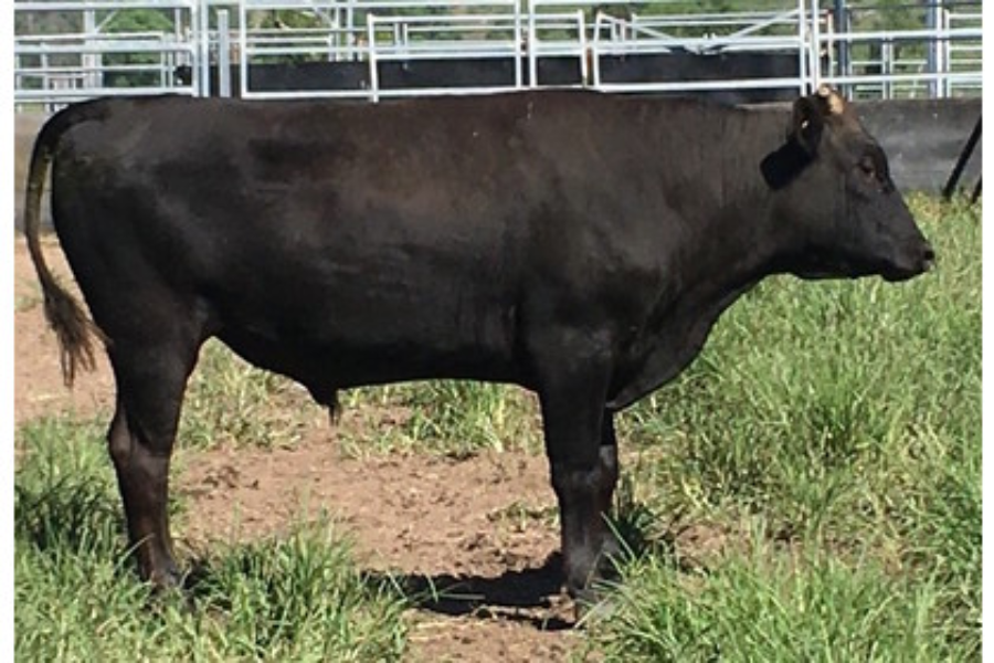 Lot 18 - 25 x Fullblood Wagyu Semen Straws - LINDAN NAMI -MICHI P38 (AI ...