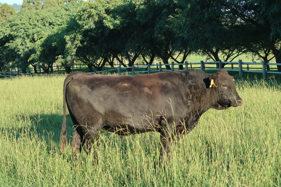 Lot 26 - 10 x Fullblood Wagyu Semen Straws - SUMO CATTLE CO MICHIFUKU ...