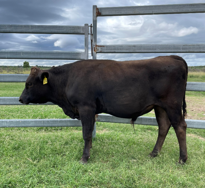 Lot 40 - 1 x Fullblood Wagyu Bull - OLIVE GROVE WAGYU S018 (ET ...
