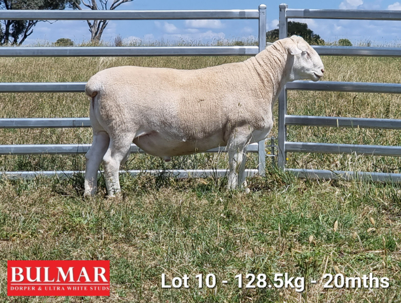 Lot 10 - BULMAR 200267 ( BULLDOZER ) | AuctionsPlus