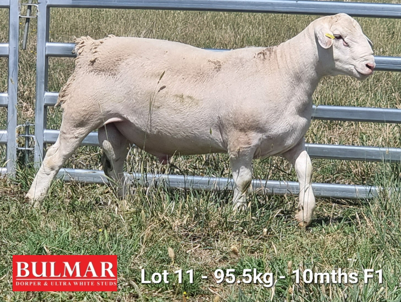 Lot 11 - BULMAR 210264 (F1) | AuctionsPlus