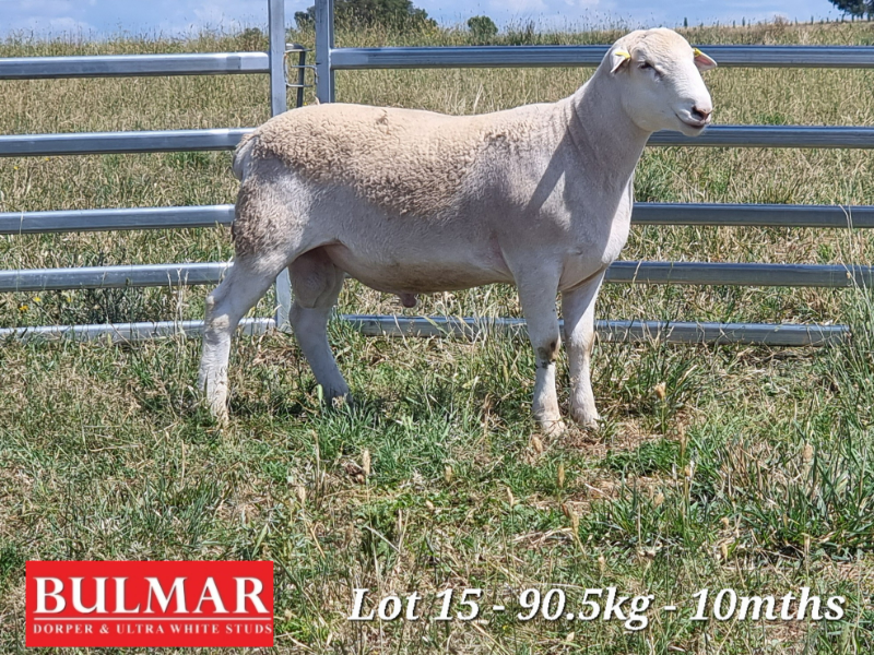 Lot 15 - BULMAR 210168 (ET) | AuctionsPlus
