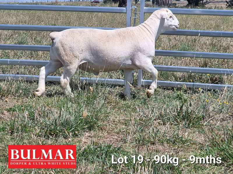 Lot 19 - BULMAR 210305 | AuctionsPlus