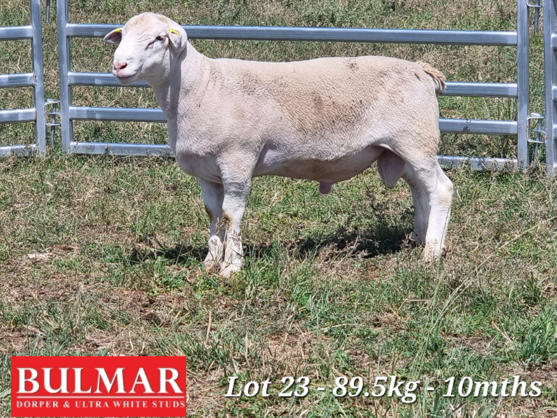 Lot 23 - BULMAR 210479 | AuctionsPlus