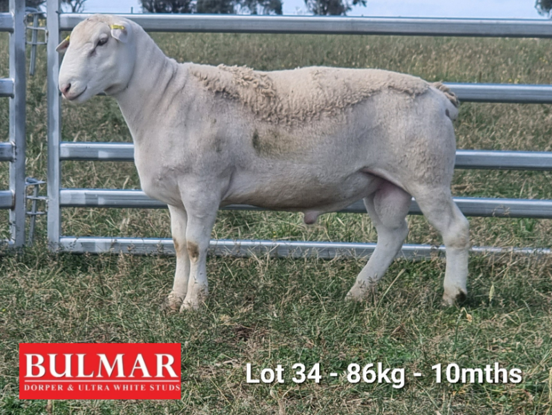 Lot 34 - BULMAR 210477 | AuctionsPlus