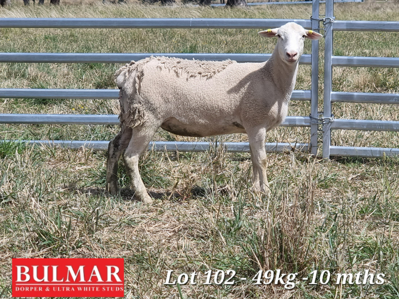 Lot 102 - BULMAR 210240 | AuctionsPlus