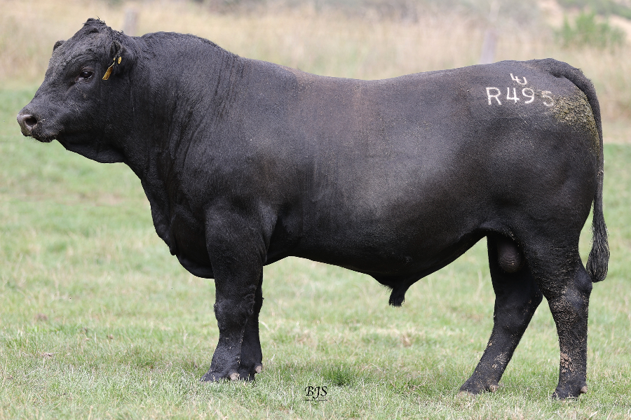 Lot 1 - REILAND RAFFISH R495 PV | AuctionsPlus
