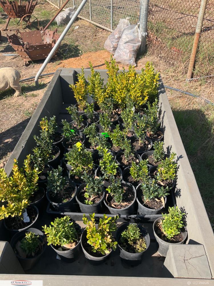 Lot 79 - English Box Hedge Plants | AuctionsPlus