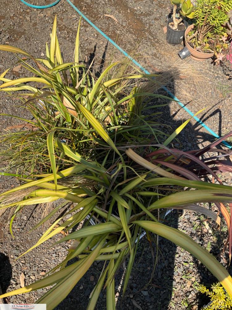 Lot 139 - Plants | AuctionsPlus