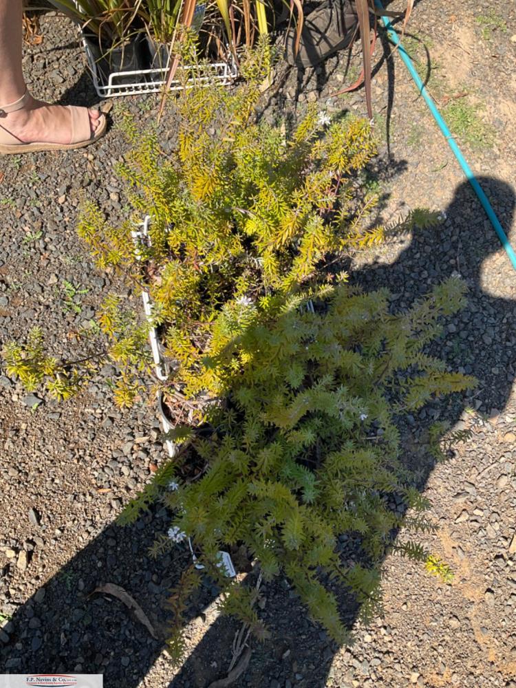 Lot 138 - Plants | AuctionsPlus