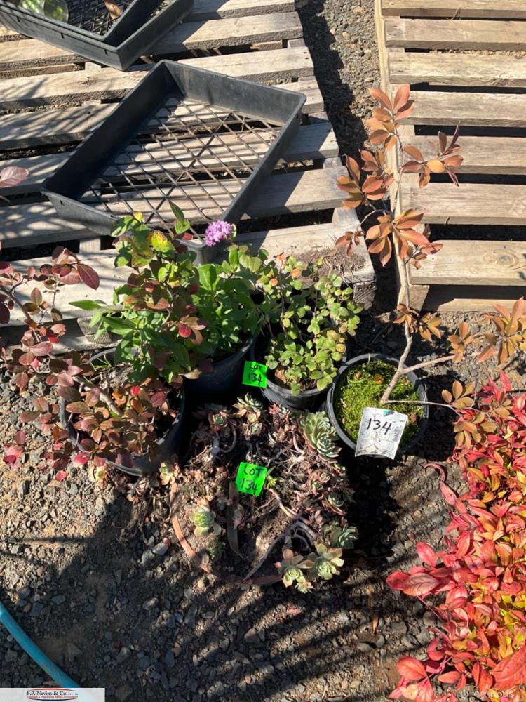 Lot 134 - Plants | AuctionsPlus