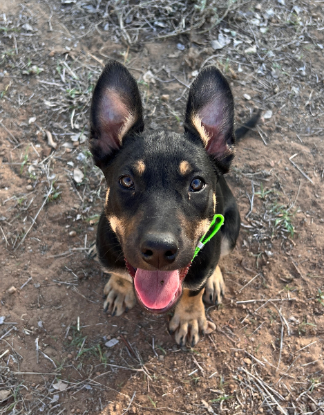 Lot 22 - MALTHOID DANDY | AuctionsPlus