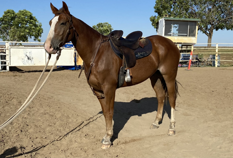 Lot 95 - RHONDHU DUCKS R LETHAL | AuctionsPlus