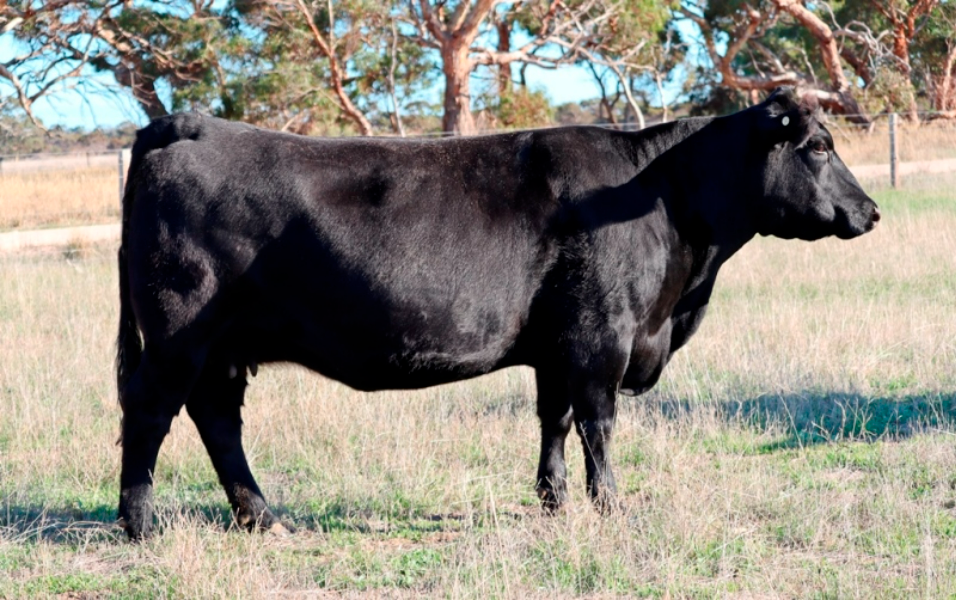 Lot 5 - SITZ STELLAR 726D PV X BAYNES ABIGAIL N525 SV | AuctionsPlus