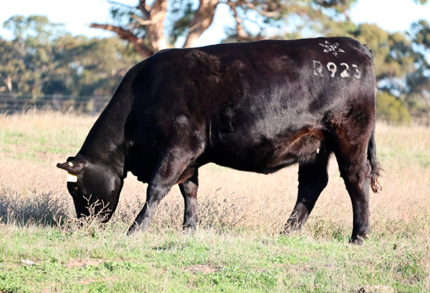 Lot 8 - SITZ STELLAR 726D PV X STONEY POINT SKYE R923 PV | AuctionsPlus