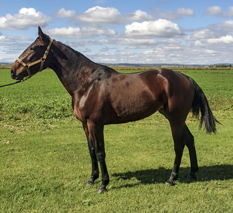 Lot 64 - MILADY MAYHEM | AuctionsPlus