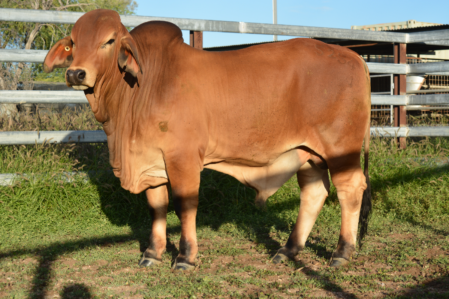 Lot 32 - Koon Kool 5254 | AuctionsPlus